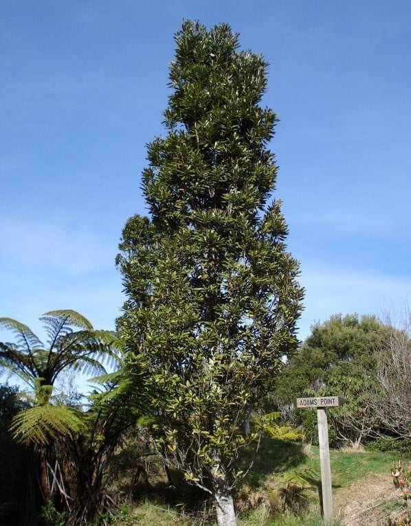 Knightia Excelsa 8.5lt - Springvale Garden Centre