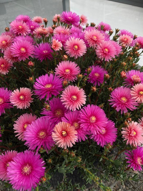Lampranthus Cocktail Explosion - Springvale Garden Centre