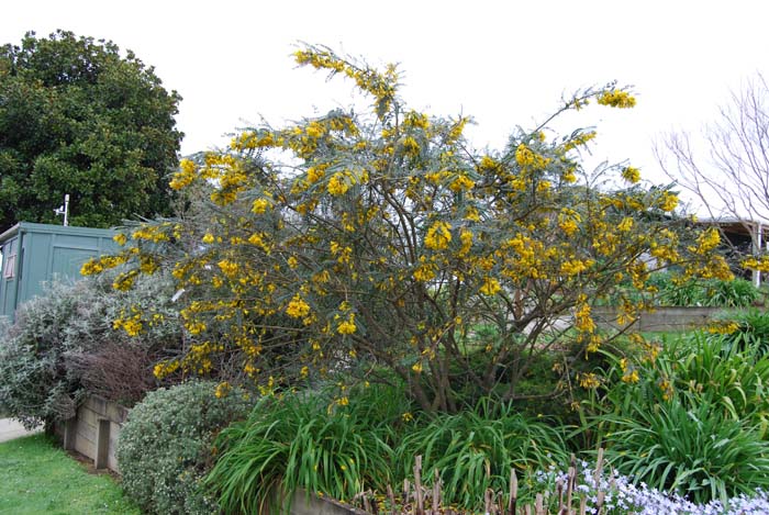 Sophora macrocarpa Sun King 3. - Springvale Garden Centre