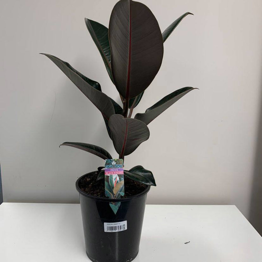 Ficus Black Knight 3.3L - Springvale Garden Centre
