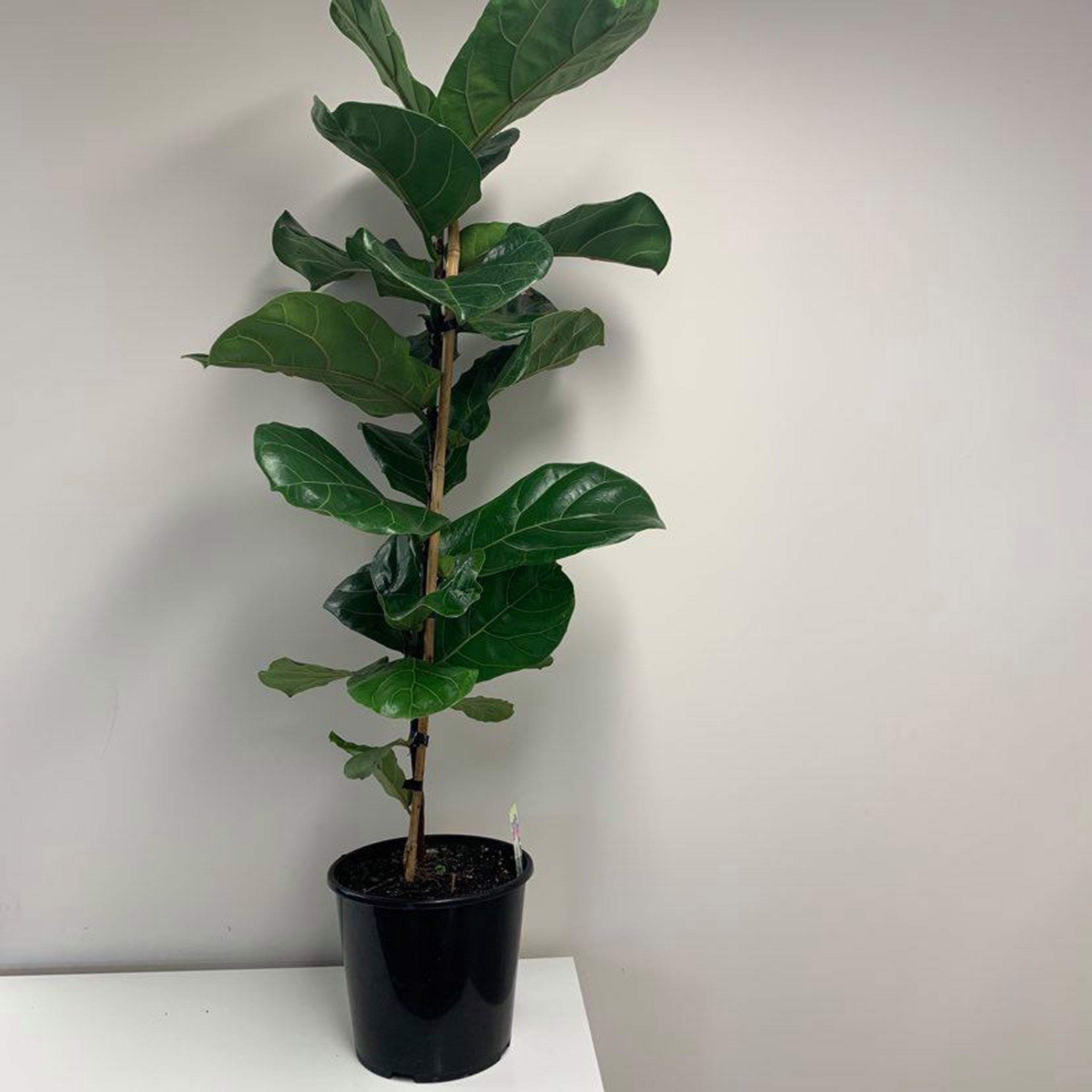 Ficus Evergreen 10L - Springvale Garden Centre