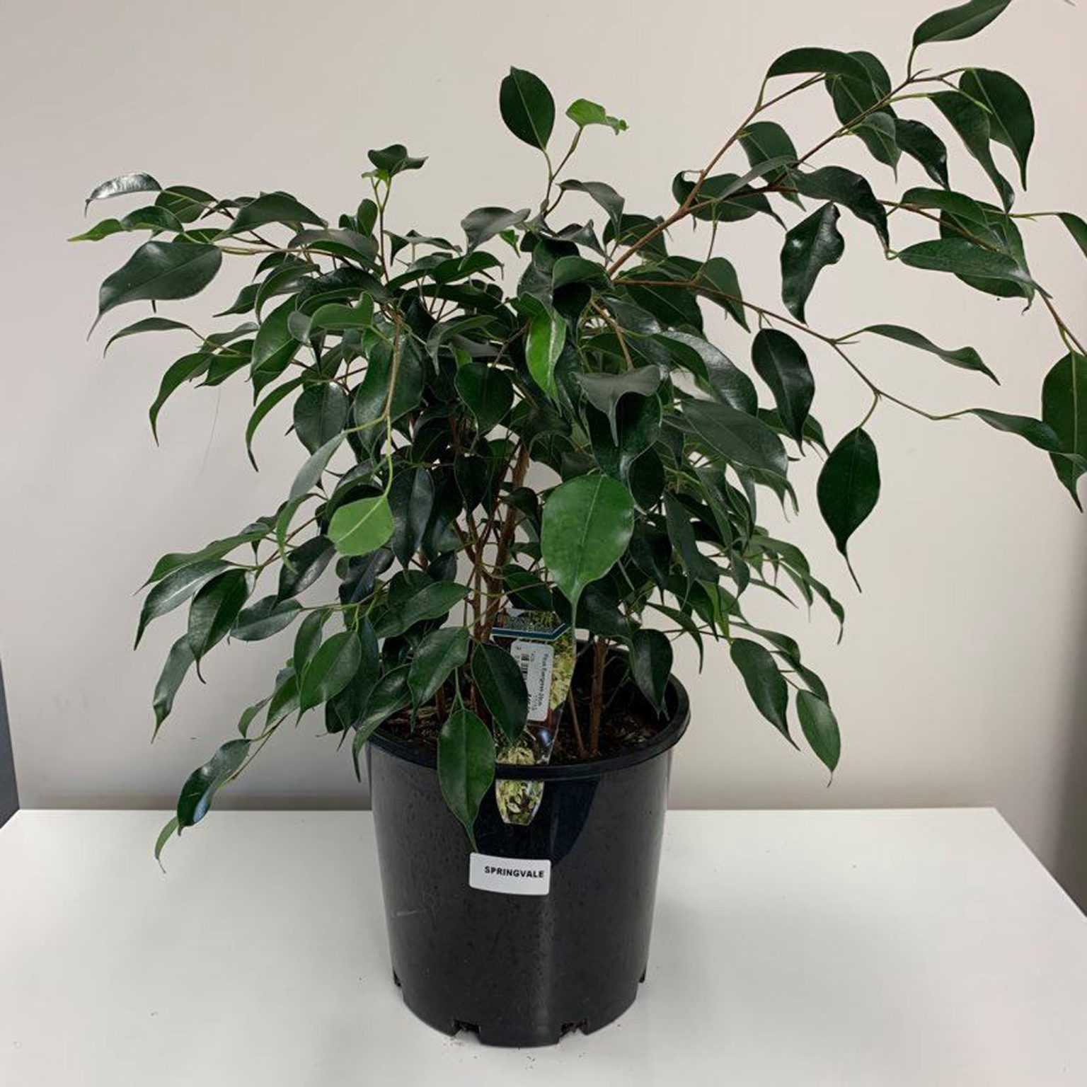 Alstroemeria Inticancha Maya - Springvale Garden Centre