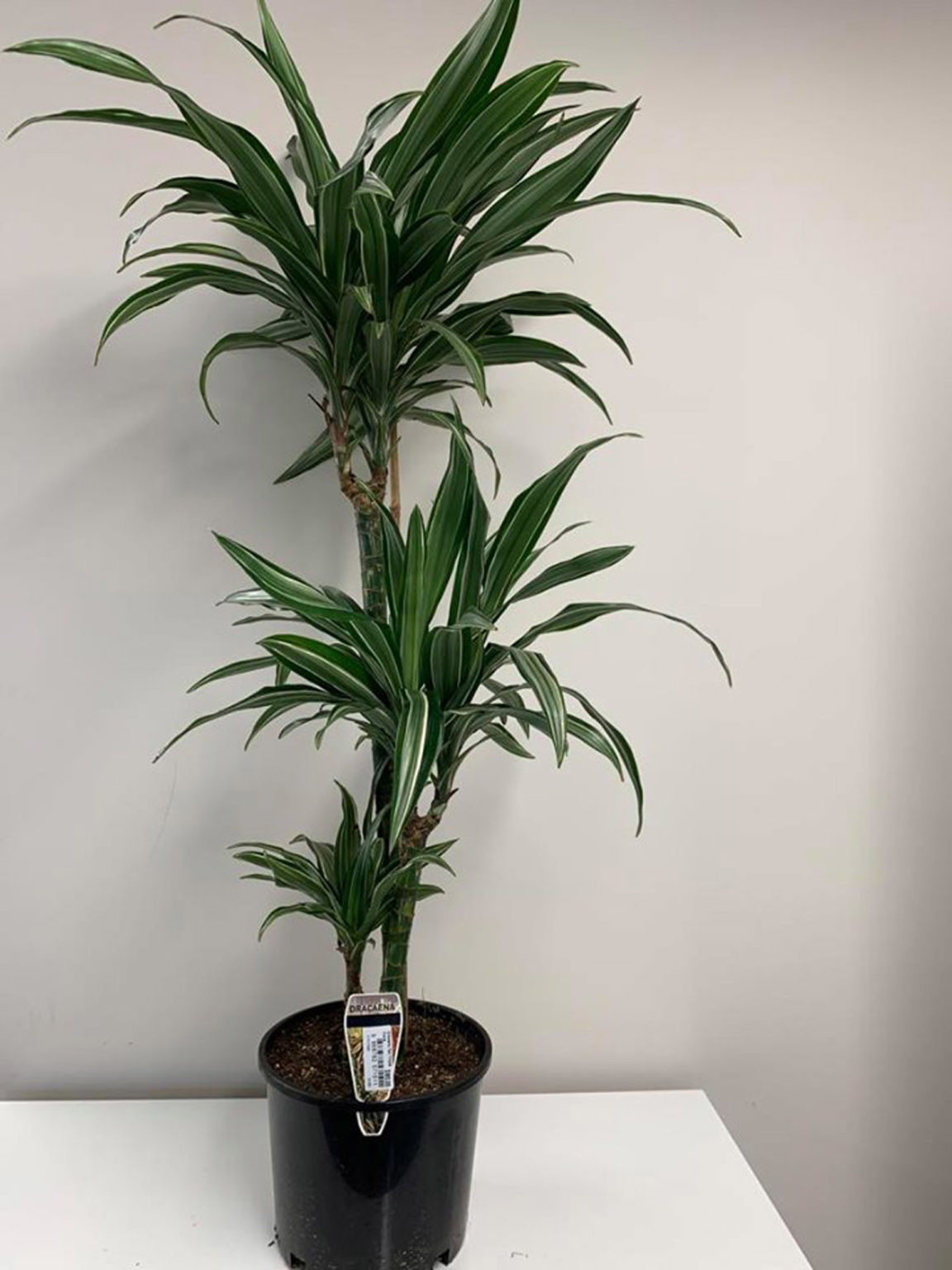 Dracena Tall Triple Cane - Springvale Garden Centre