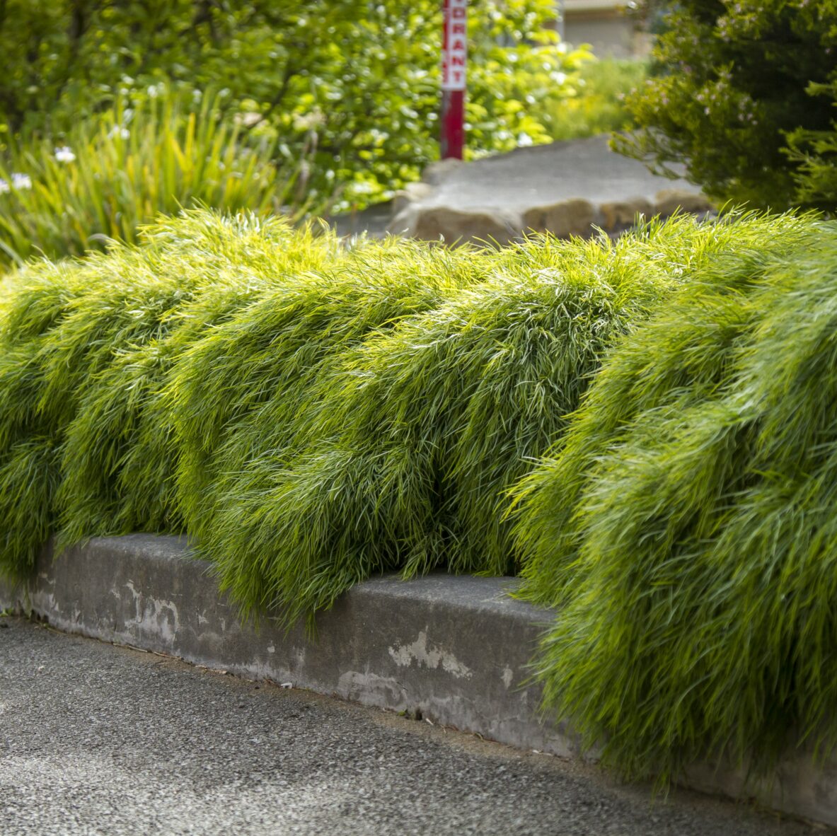 Lomandra Lime Tuff - Springvale Garden Centre