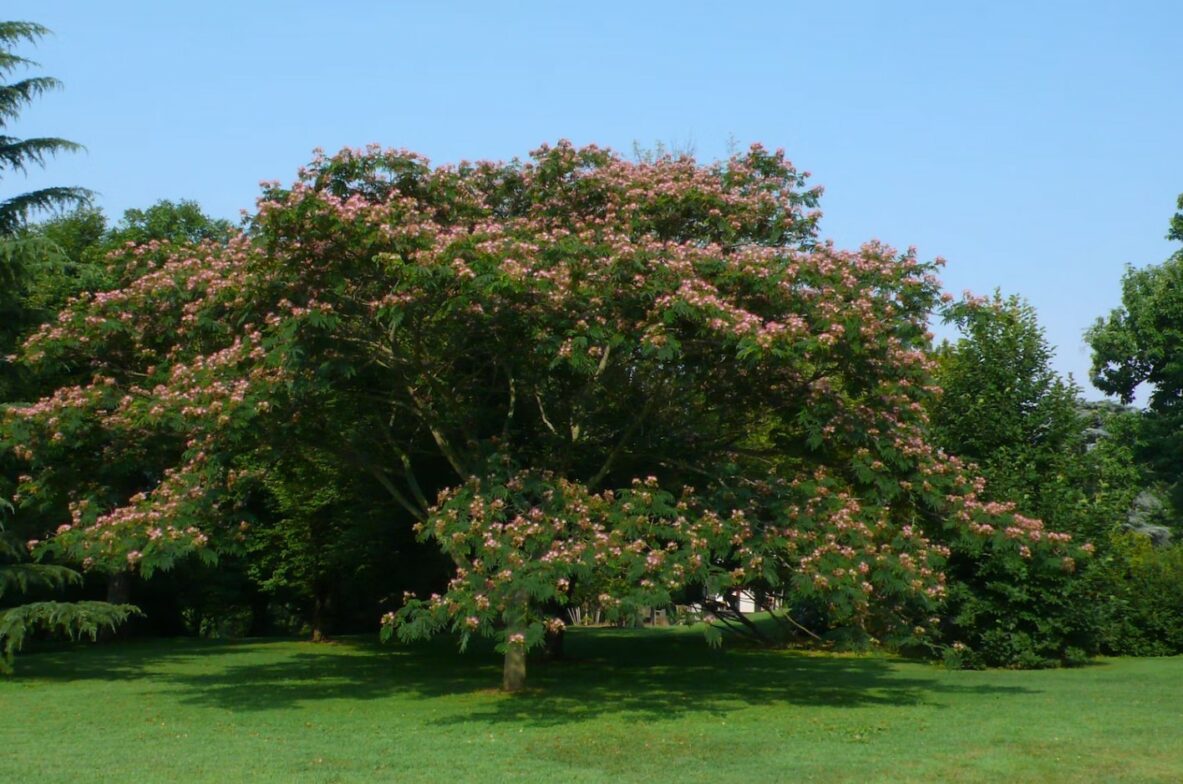 Albizia julibrissin 'Rosea' PB18 - Springvale Garden Centre