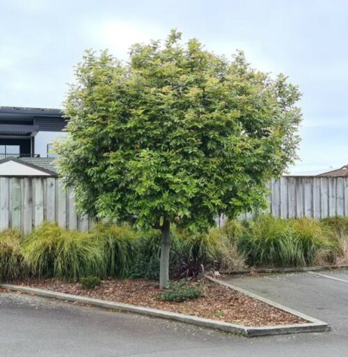 Alectryon excelsus 1.5L - Springvale Garden Centre