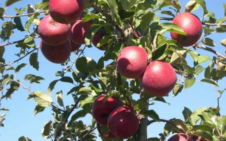 Apple Fuji MM106 - Springvale Garden Centre