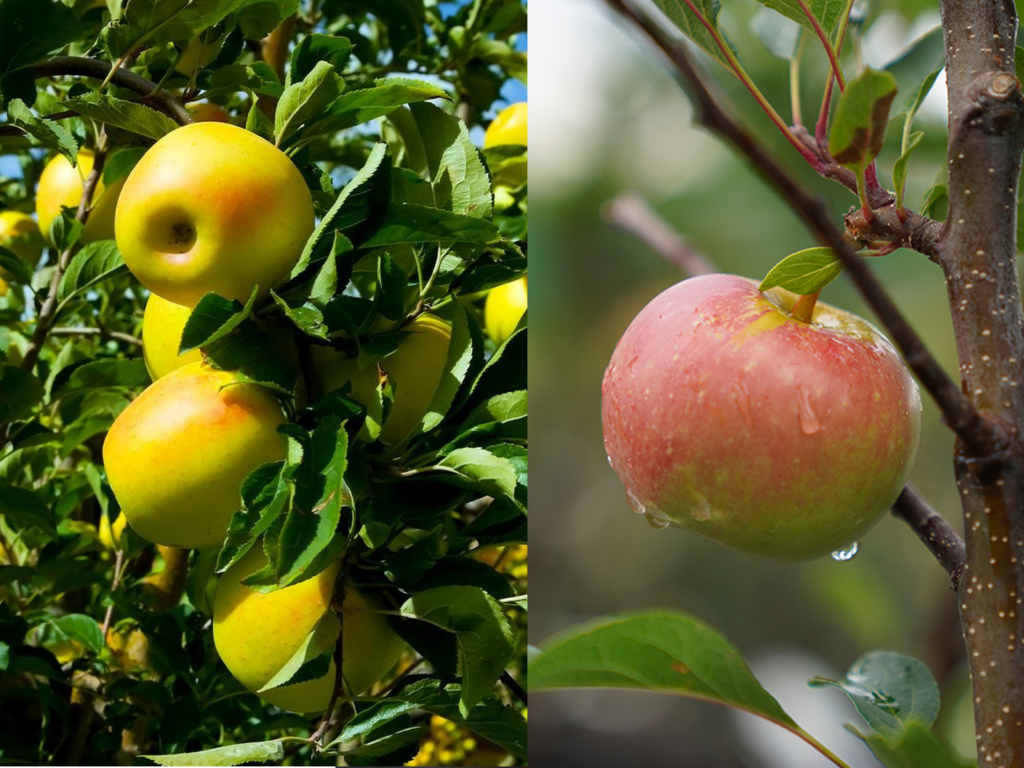 Apple Dual Golden Delicious/Splendour - Springvale Garden Centre