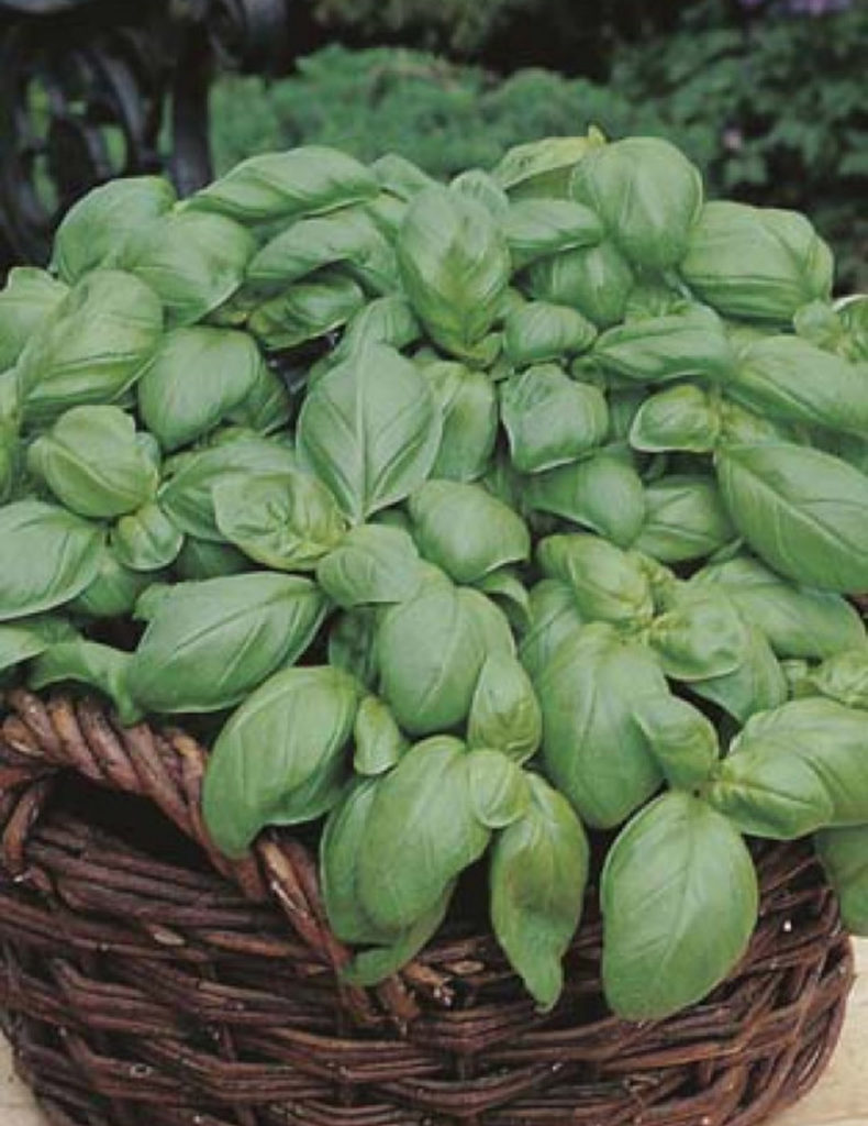Seeds - Basil Sweet - Springvale Garden Centre