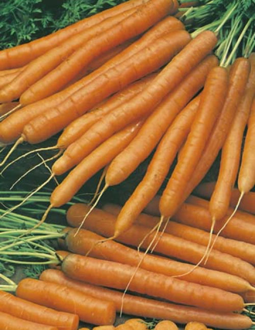 Carrot Baby Pack - Springvale Garden Centre