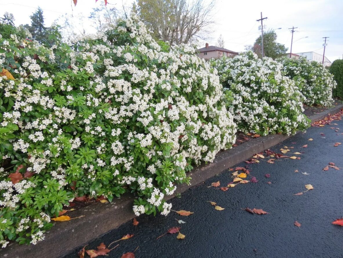 Choisya ternata 2.5L - Springvale Garden Centre