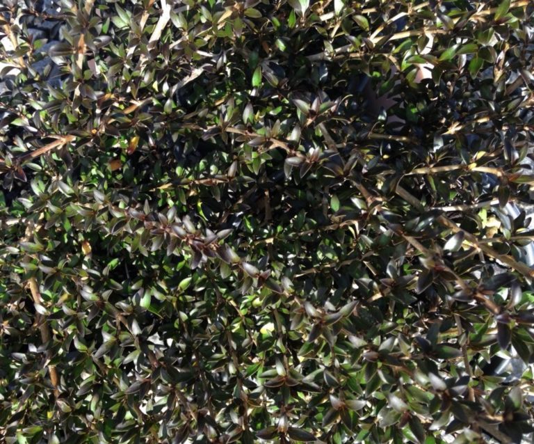 Coprosma Black Cloud - Springvale Garden Centre