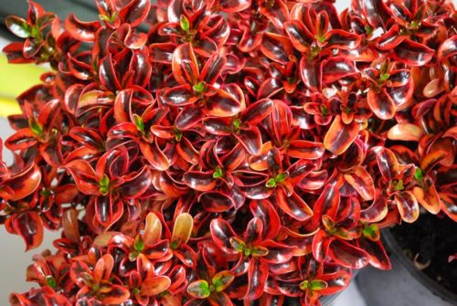 Coprosma Inferno 2.5L - Springvale Garden Centre