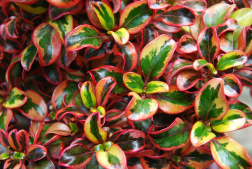 Coprosma Inferno 2.5L - Springvale Garden Centre