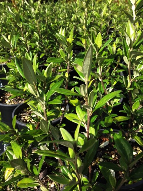 Corokia Geenty's Green - Springvale Garden Centre