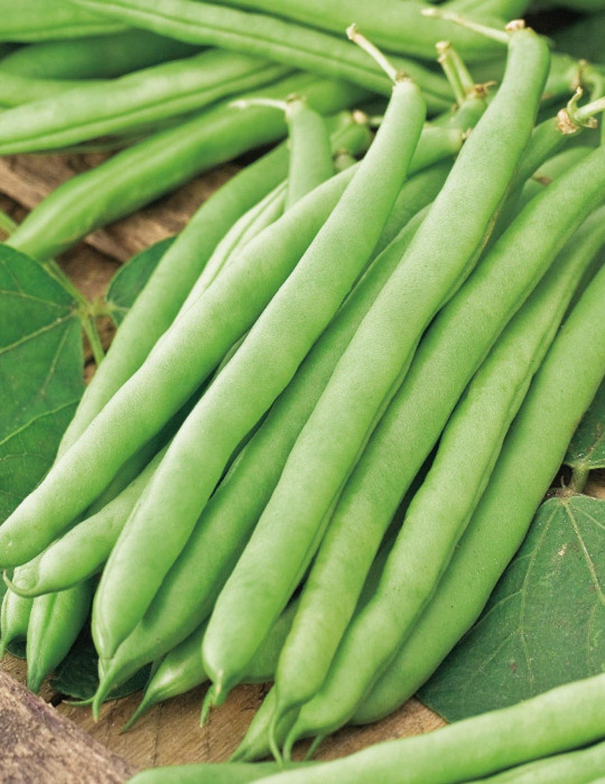 Seeds - Dwarf Bean Topcrop NZ Line - Springvale Garden Centre