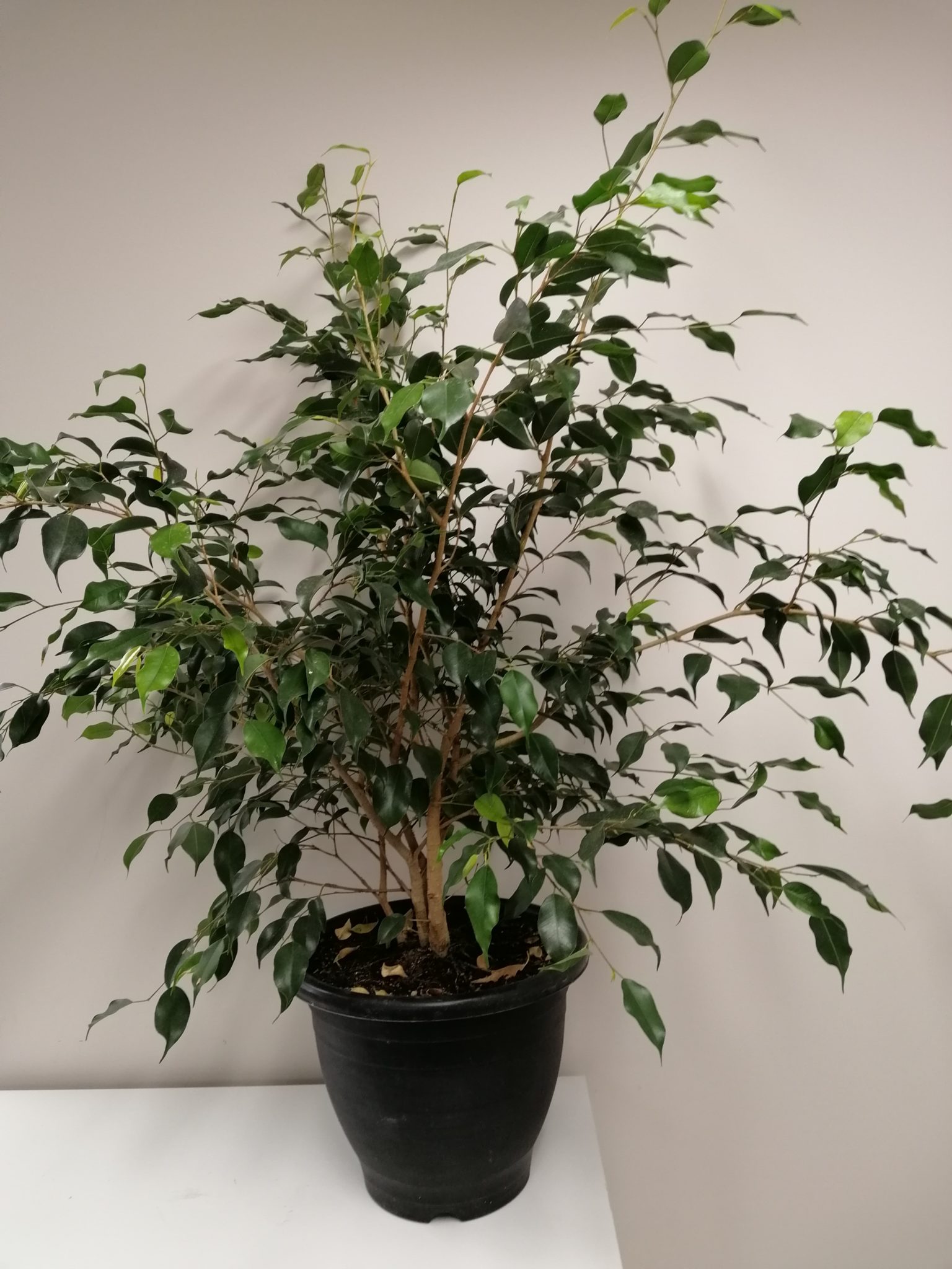 Ficus Evergreen 10L - Springvale Garden Centre