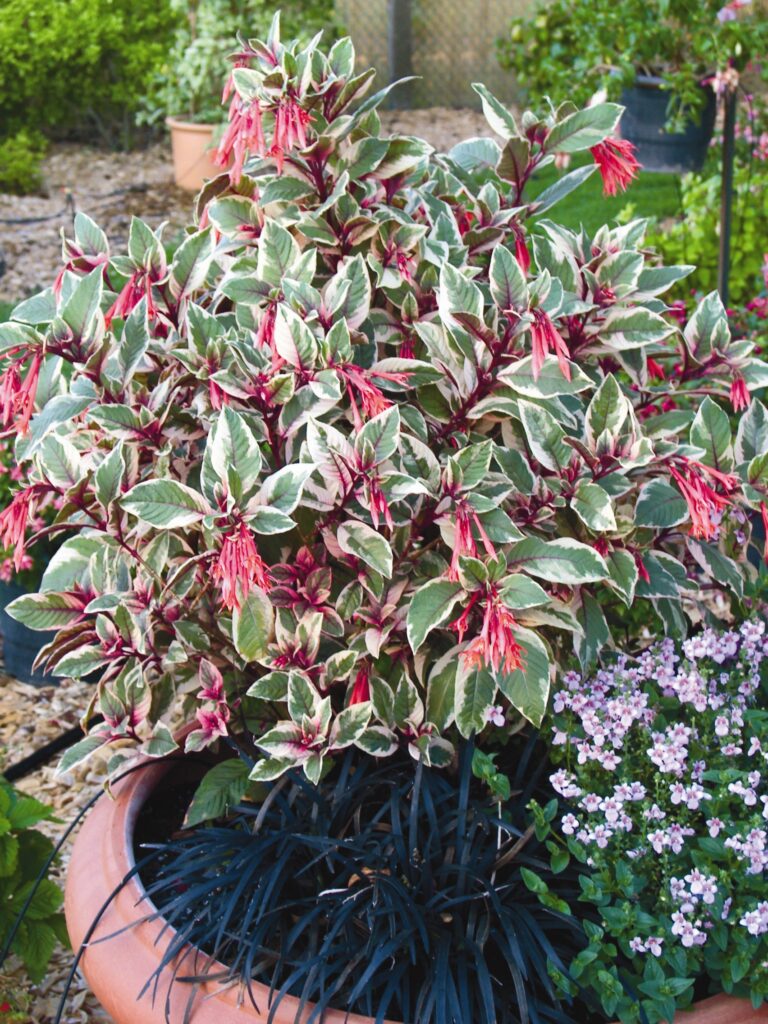 Fuchsia Firecracker - Springvale Garden Centre