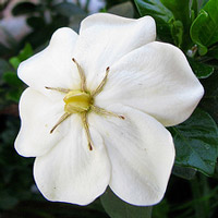 Gardenia Fragrant Star - Springvale Garden Centre