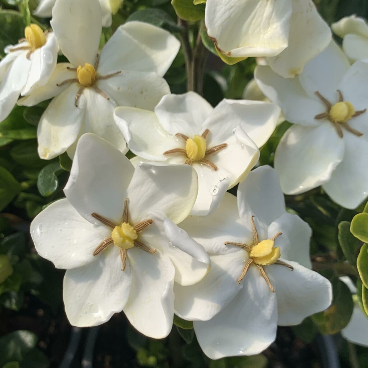 Gardenia Fragrant Star - Springvale Garden Centre