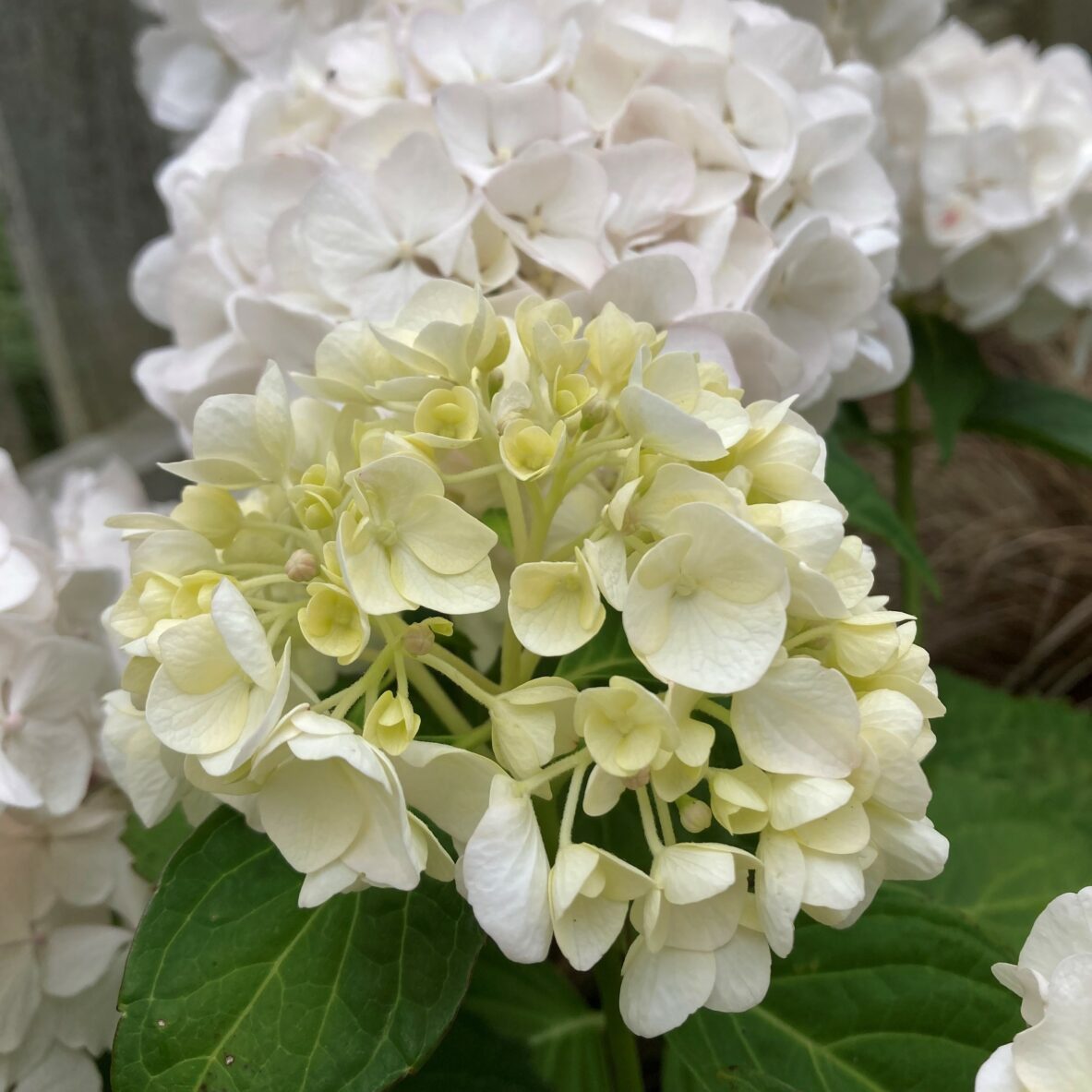 Hydrangea Bridal Bouquet - Springvale Garden Centre