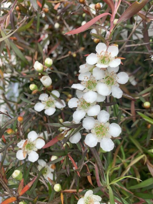 Leptospermum Coppersheen 7.5lt - Springvale Garden Centre