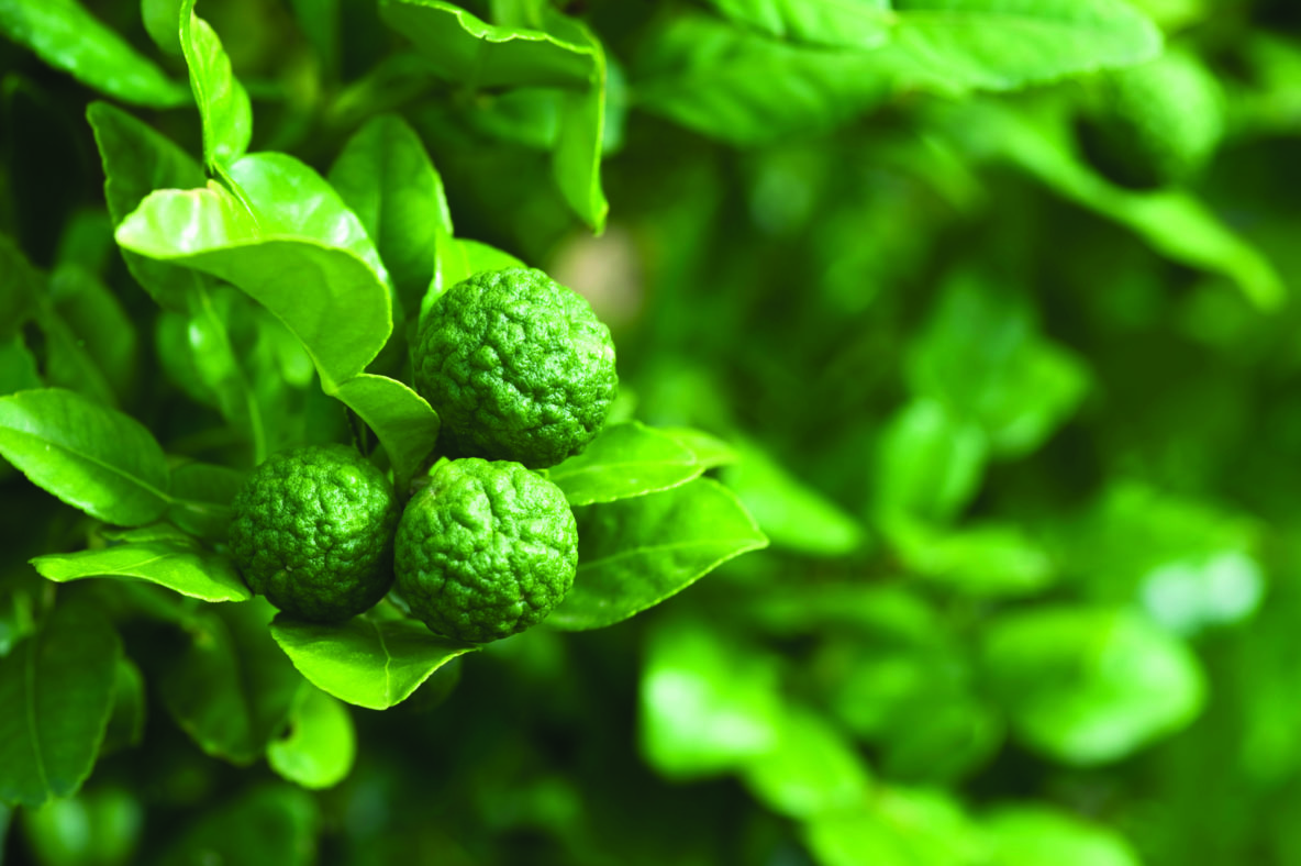Tahitian Lime 3L - Springvale Garden Centre