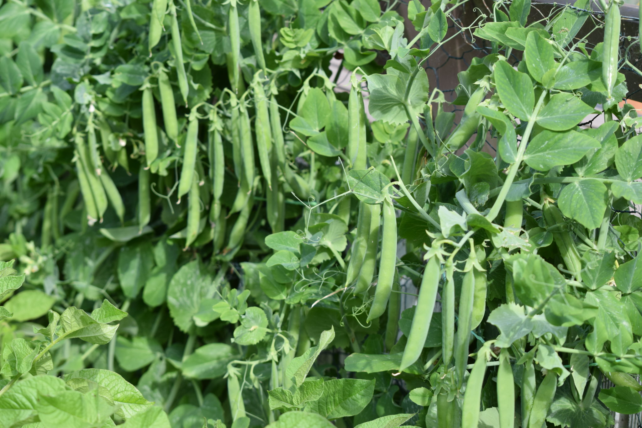 Seeds - Ican Pea Magic - Springvale Garden Centre