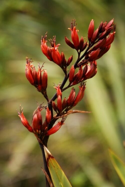 Phormium Tenax 10cm misc - Springvale Garden Centre