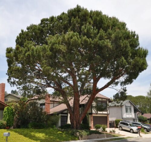 Pine Nut - Springvale Garden Centre