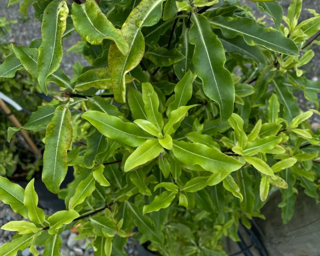 Pittosporum Eugenioides 0.5lt - Springvale Garden Centre