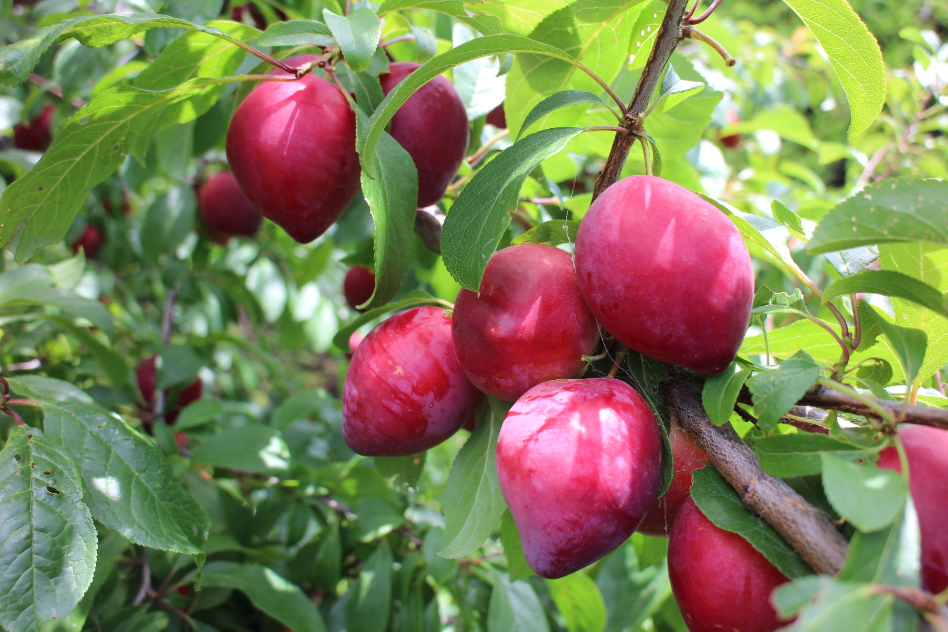 Plum Hunterston Plum - Springvale Garden Centre