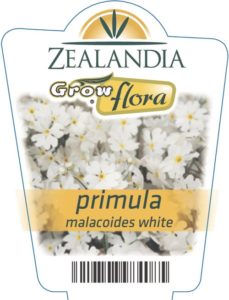 Primula Malacoides White - Springvale Garden Centre