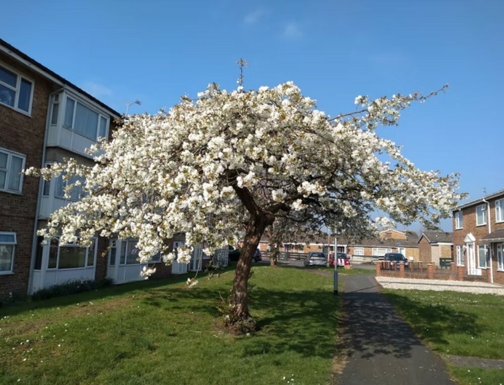 Prunus s. Shirotae - Springvale Garden Centre