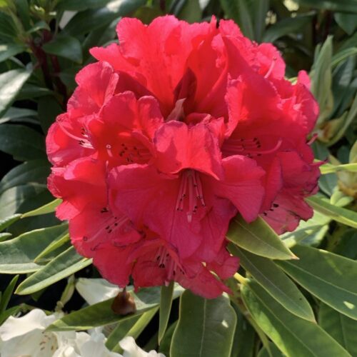 Rhodo Kaponga - Springvale Garden Centre