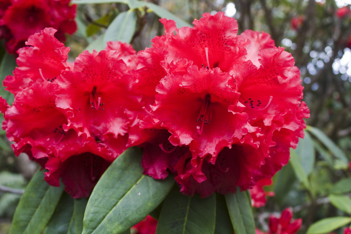 Rhodo Taurus - Springvale Garden Centre