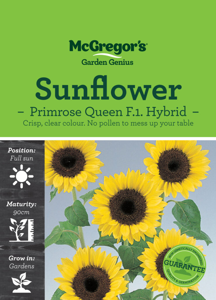 Seeds - McG Sunflower Primrose Queen - Springvale Garden Centre
