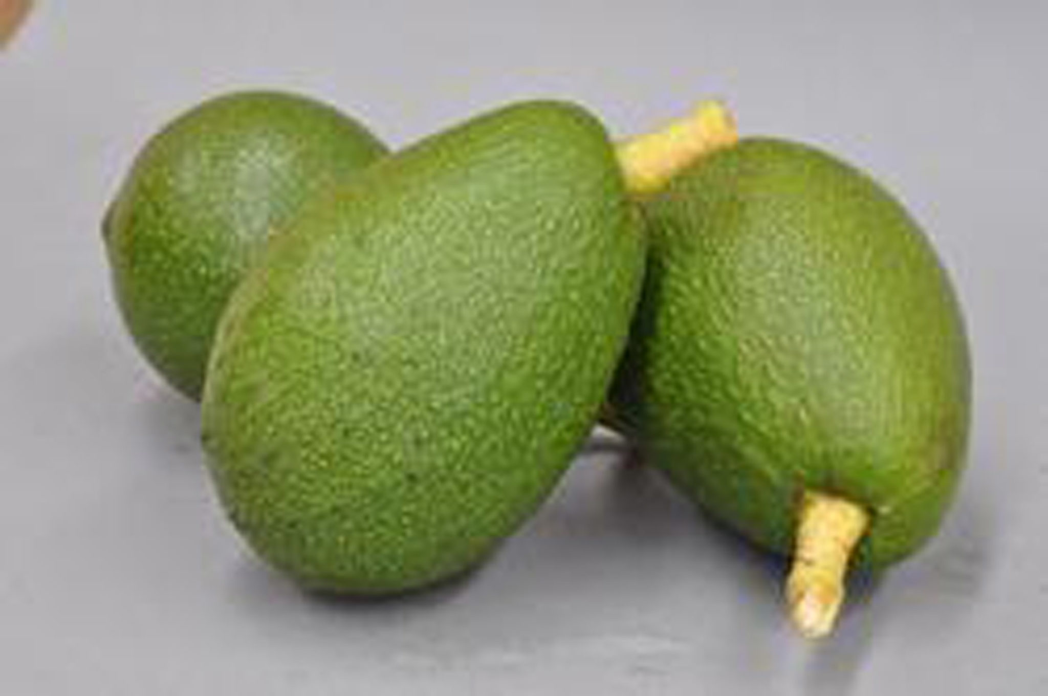 Avocado Fuerte - Springvale Garden Centre