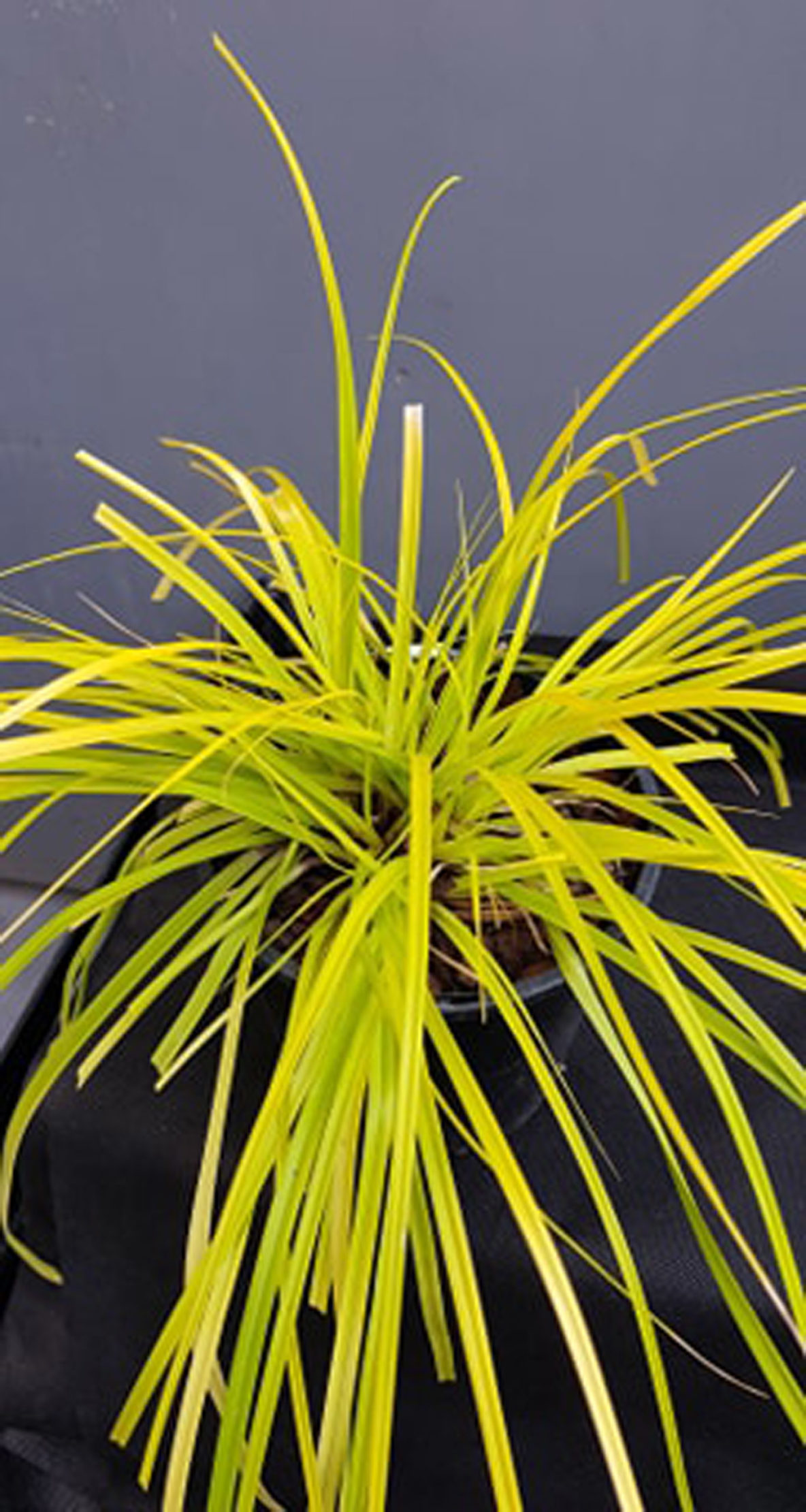Carex Everillo PVR - Springvale Garden Centre