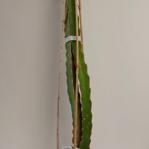 Yates Dynamic Lifter Organic 7kg - Springvale Garden Centre