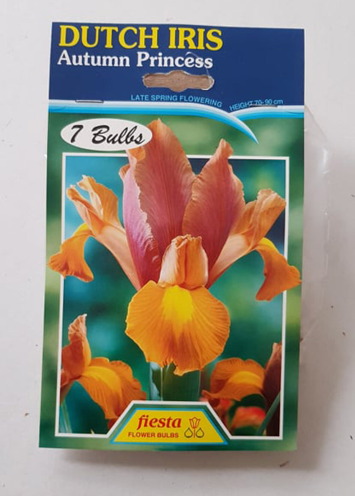 Dutch Iris Autumn Princess - Springvale Garden Centre