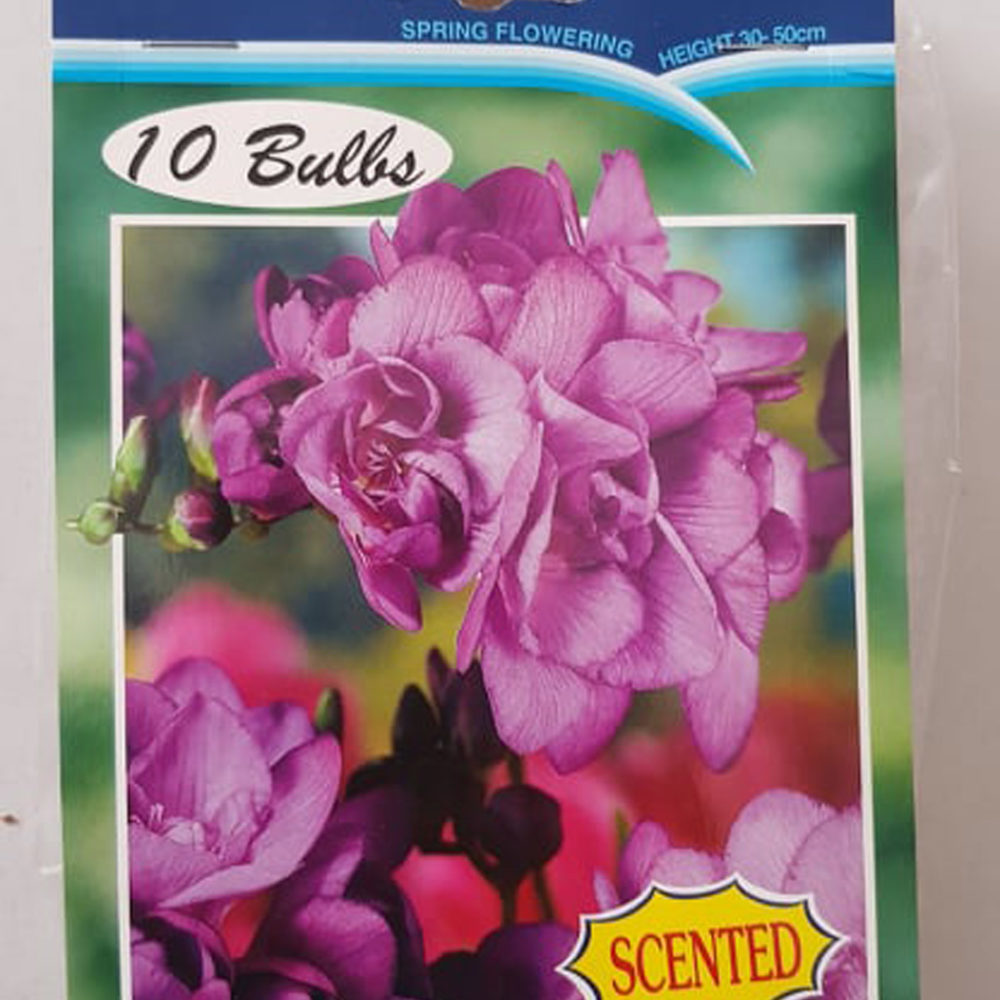 Lomandra Lime Tuff - Springvale Garden Centre