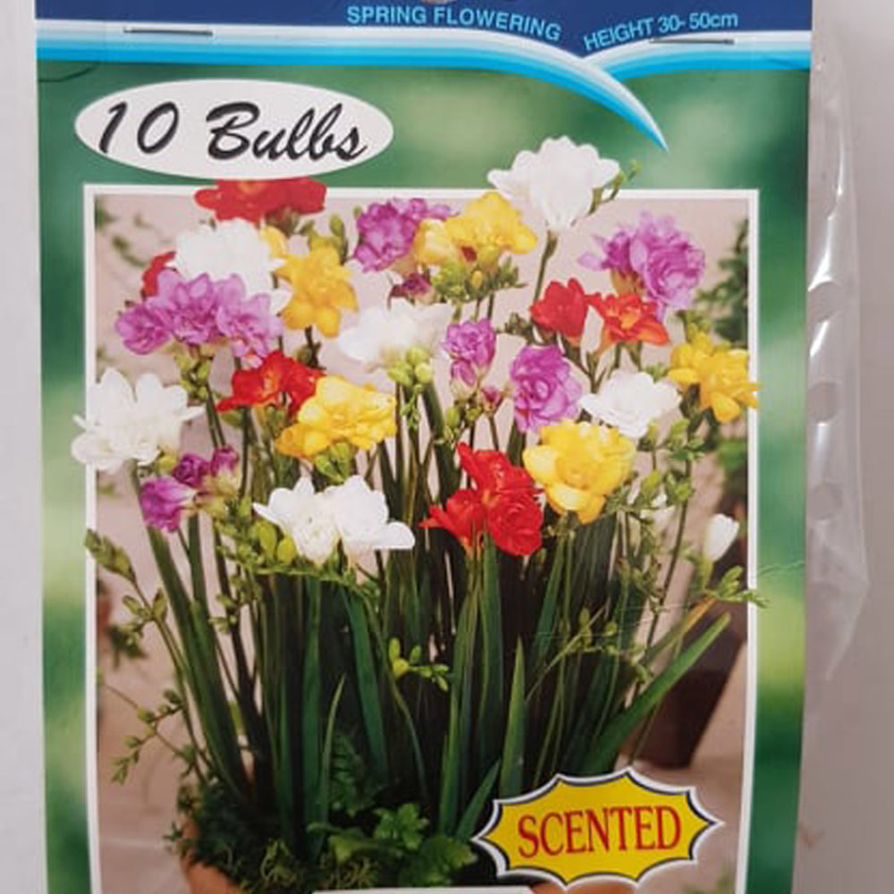 Citrus lime Finger Lime 2L - Springvale Garden Centre