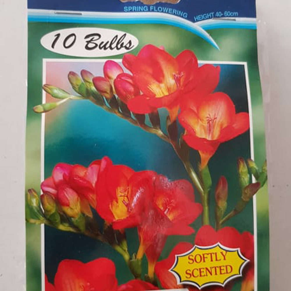 Lomandra Lime Tuff - Springvale Garden Centre