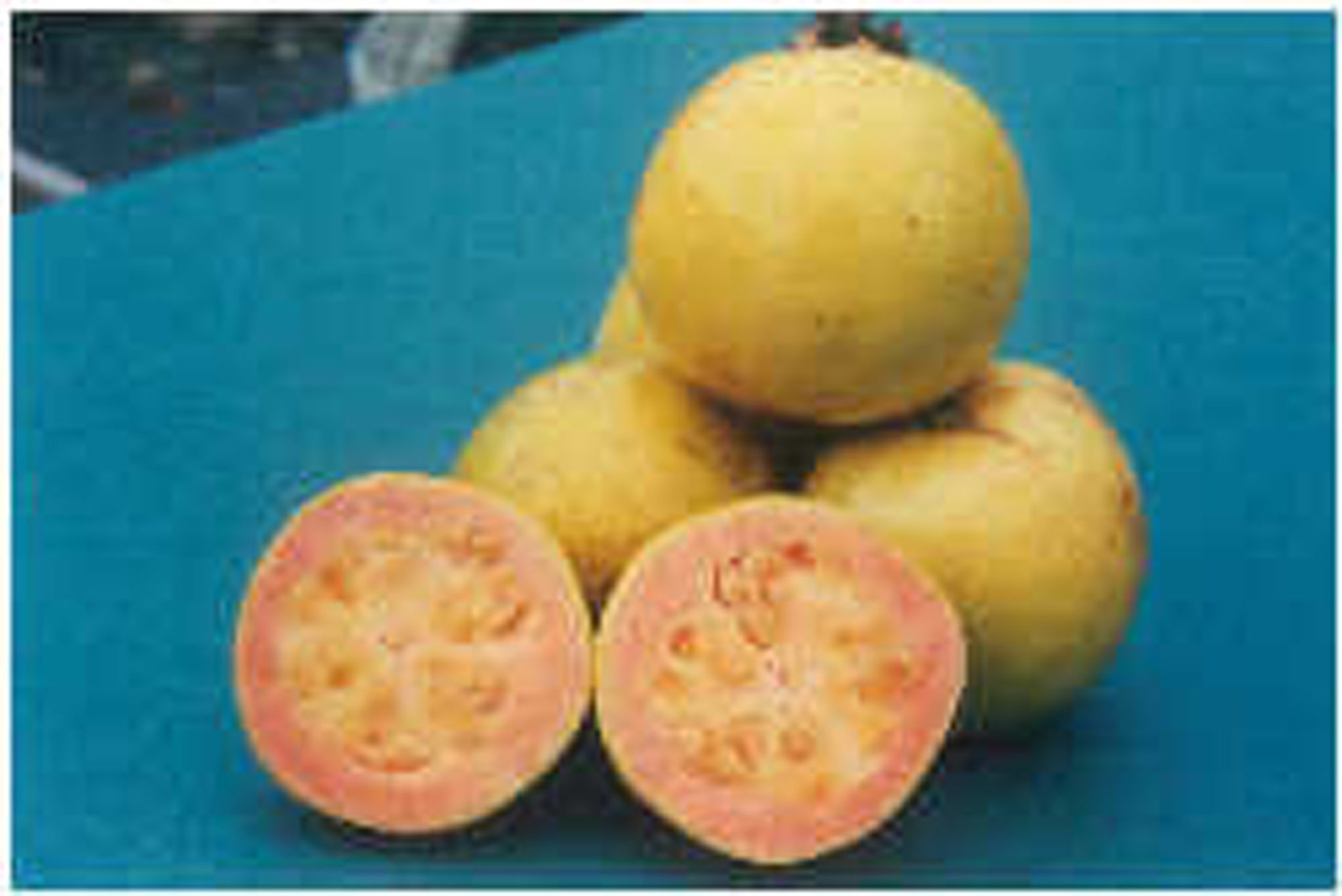 Guava Tropical - The Guava - Springvale Garden Centre