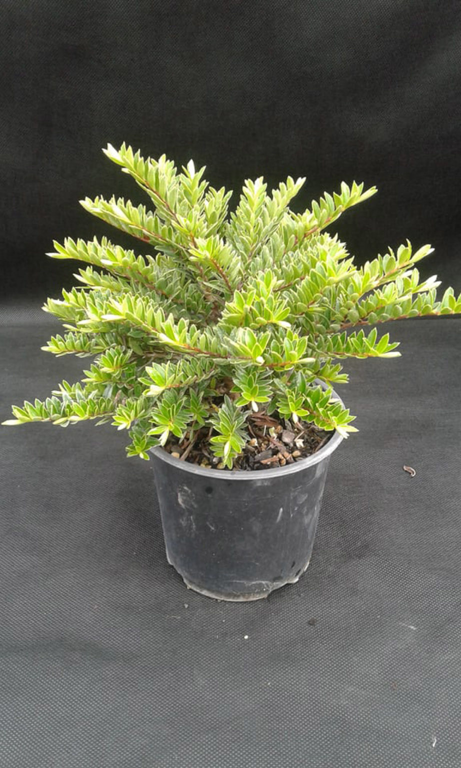 Hebe Diosmifolia Minor - Springvale Garden Centre