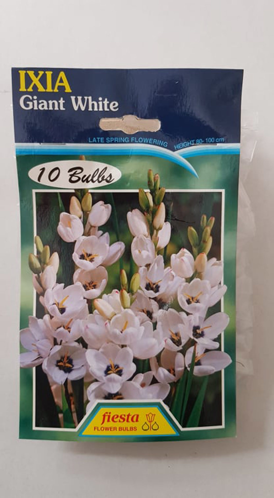 Ixia Giant White 10s - Springvale Garden Centre