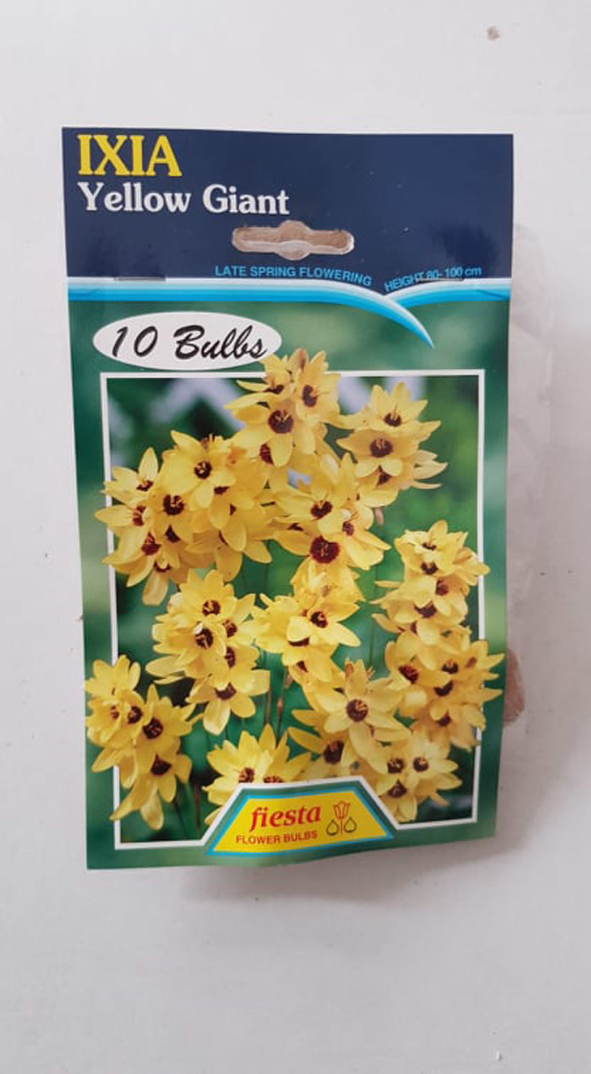 Ixia Yellow Giant - Springvale Garden Centre