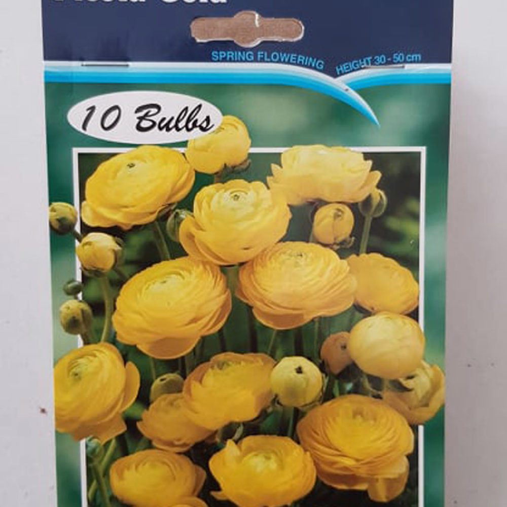 Phylica Plumosa - Springvale Garden Centre