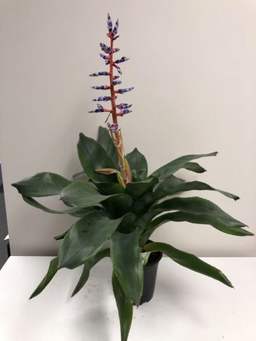 14cm Aechmea Blue Rain - Springvale Garden Centre